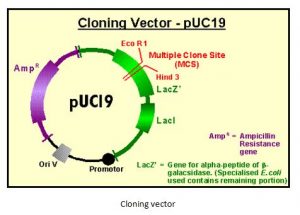 Cloning Vectors: Types & Characteristics – StudiousGuy
