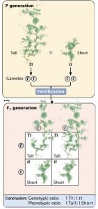 Mendel’s Three Laws – StudiousGuy