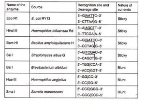 Restriction Enzymes: Types & Examples – StudiousGuy