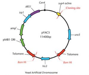 Cloning Vectors: Types & Characteristics – StudiousGuy