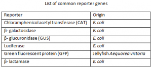 Expression Vectors: Types & Characteristics – StudiousGuy