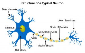 Nervous System: Diagram, Function & Diseases – StudiousGuy