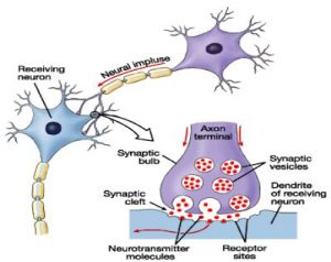 Nervous System: Diagram, Function & Diseases – StudiousGuy