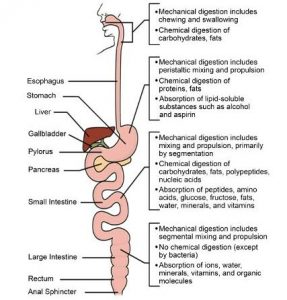 Digestive System: Diagram & Function – StudiousGuy