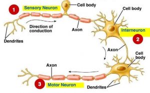 Nervous System: Diagram, Function & Diseases – StudiousGuy