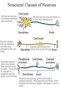 Nervous System: Diagram, Function & Diseases – StudiousGuy
