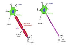 Nervous System: Diagram, Function & Diseases – StudiousGuy