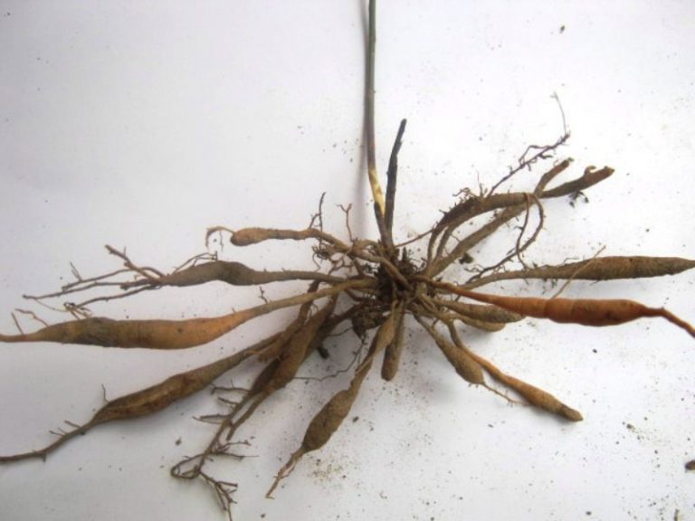 Fibrous Root System: Types, Modifications and Examples – StudiousGuy