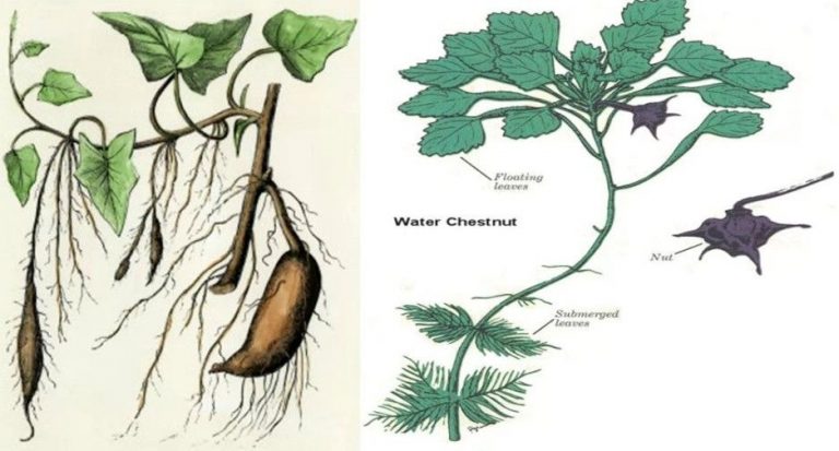 Adventitious Root System: Types, Modifications and Examples – StudiousGuy