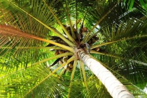 Root System of Palm Trees – StudiousGuy