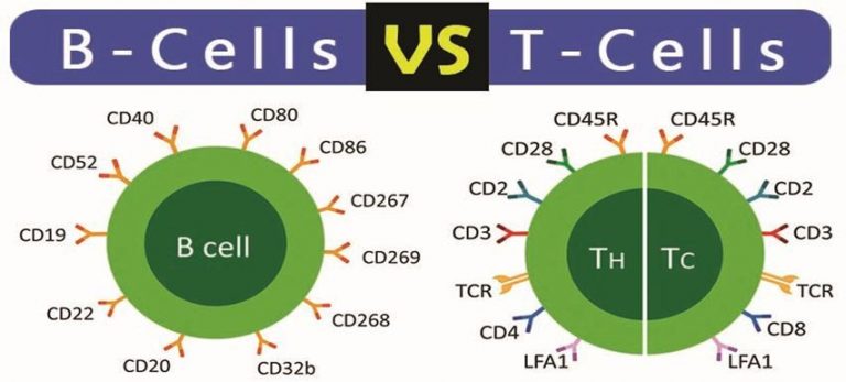 Cells and Organs of the Immune System – StudiousGuy