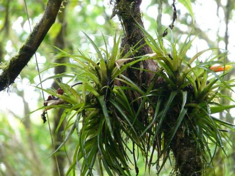 Adventitious Root System: Types, Modifications and Examples – StudiousGuy