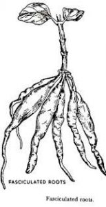 Adventitious Root System: Types, Modifications and Examples – StudiousGuy