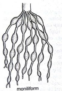 Adventitious Root System: Types, Modifications and Examples – StudiousGuy