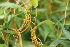Adventitious Root System: Types, Modifications and Examples – StudiousGuy