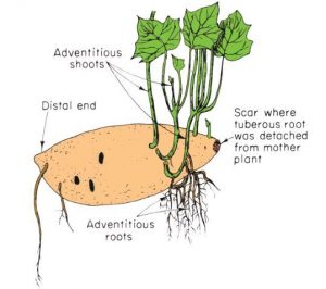Adventitious Root System: Types, Modifications and Examples – StudiousGuy
