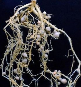 Taproot System: Types, Modifications and Examples – StudiousGuy