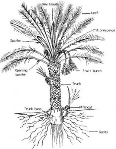 Root System of Palm Trees – StudiousGuy