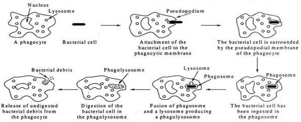 Cells and Organs of the Immune System – StudiousGuy