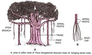 Adventitious Root System: Types, Modifications and Examples – StudiousGuy