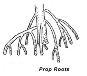 Root Systems & Its Types – StudiousGuy