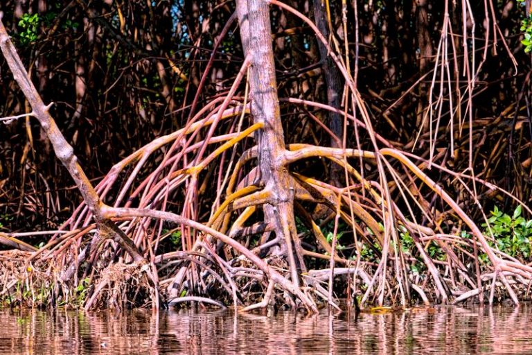 Adventitious Root System: Types, Modifications and Examples – StudiousGuy