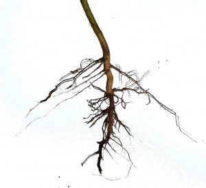 Root Systems & Its Types – StudiousGuy