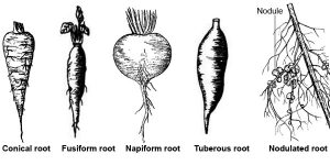 Taproot System: Types, Modifications and Examples – StudiousGuy