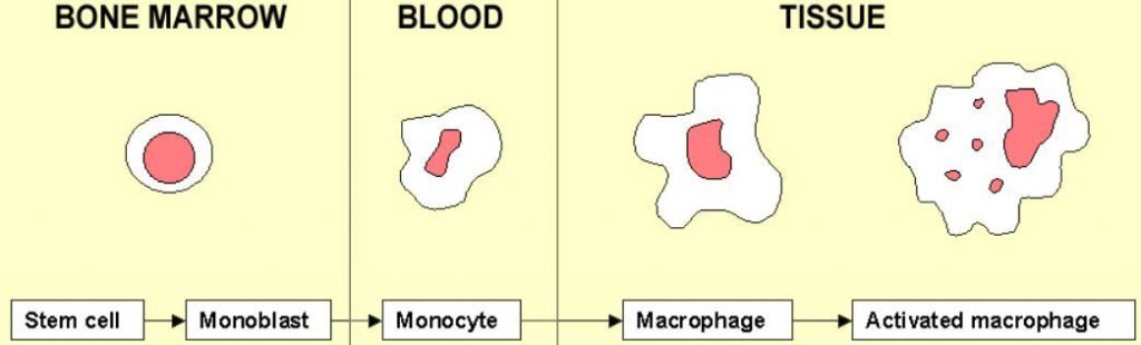 Cells and Organs of the Immune System – StudiousGuy