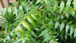 Neem Tree Root System – StudiousGuy