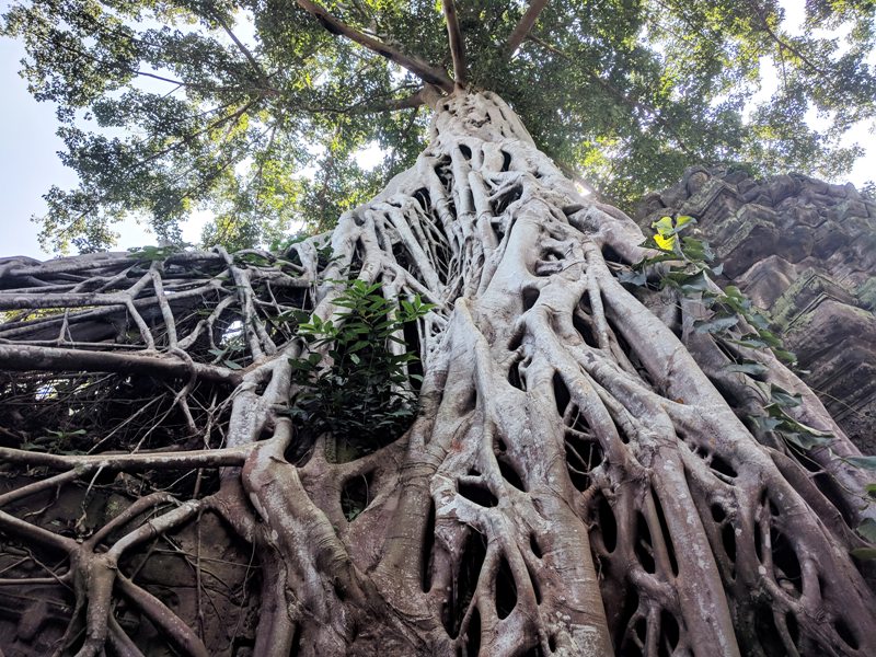 Neem Tree Root System StudiousGuy Neem Tree Root System StudiousGuy