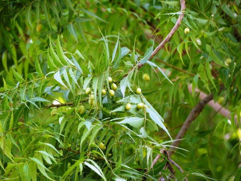 Neem Tree Root System – StudiousGuy