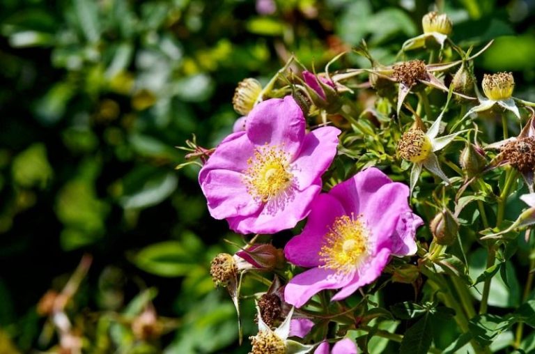 Rose Plant Root System – StudiousGuy