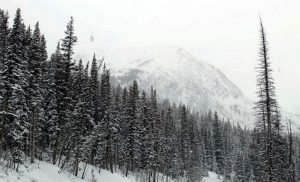 Pine Tree Root System – StudiousGuy