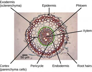 Pine Tree Root System – StudiousGuy