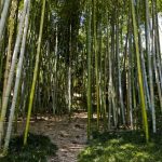 Root System of Palm Trees – StudiousGuy
