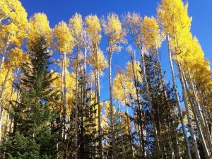 Aspen Tree Root System – StudiousGuy