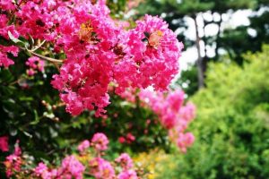 Crepe Myrtle Root System – StudiousGuy