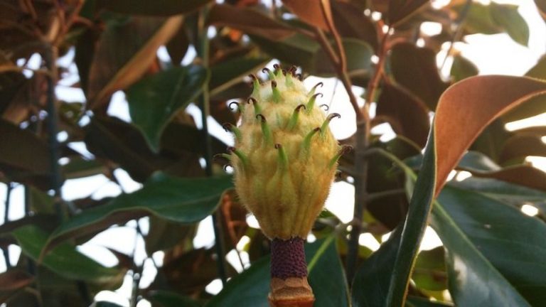 Little Gem Magnolia Root System – StudiousGuy