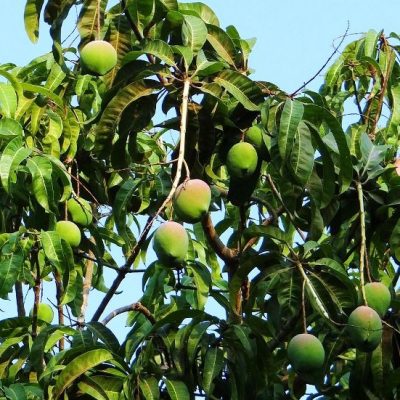 Taproot System: Types, Modifications and Examples – StudiousGuy