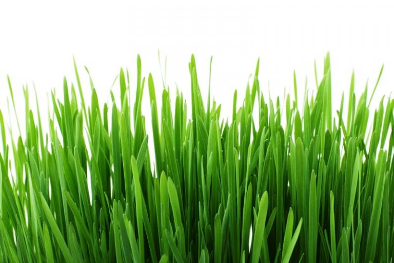 Grass Root System – StudiousGuy