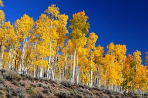 Aspen Tree Root System – StudiousGuy