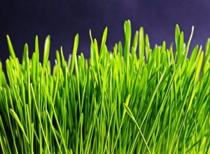 Grass Root System – StudiousGuy