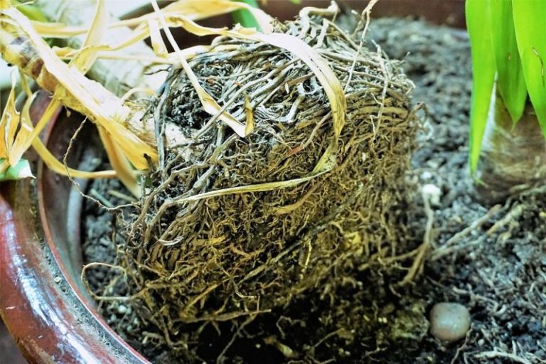 Grass Root System – StudiousGuy