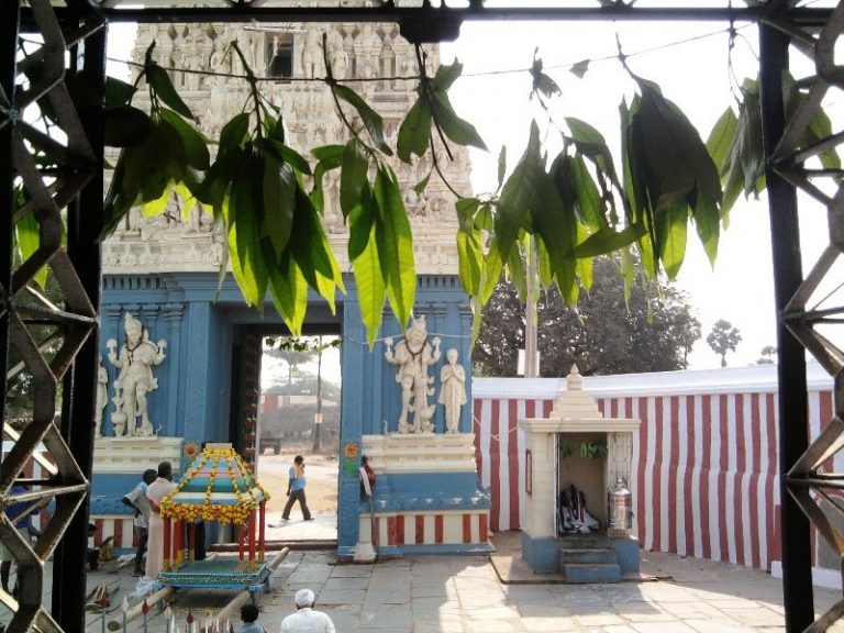 Mango Tree Root System – StudiousGuy