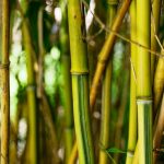 Root System of Palm Trees – StudiousGuy