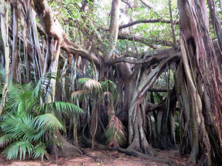 Banyan Tree Root System – StudiousGuy