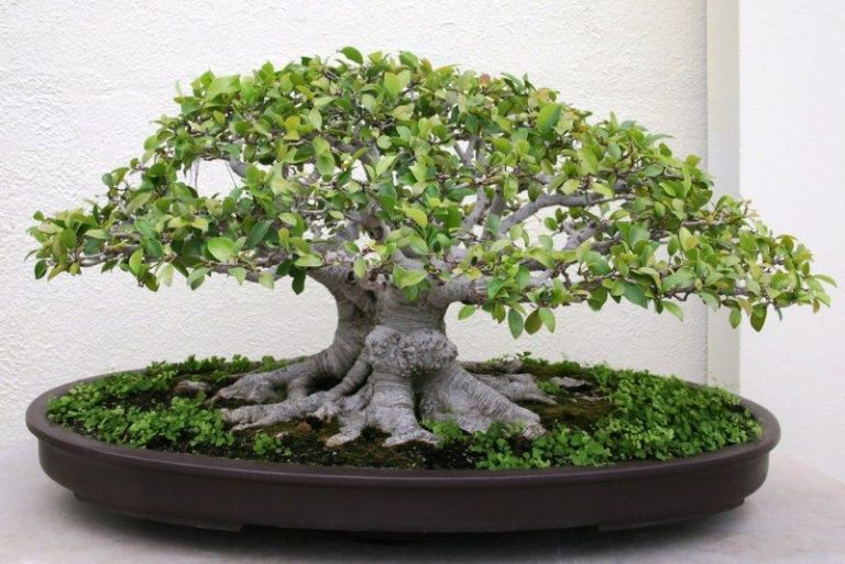 Banyan Tree Root System – StudiousGuy