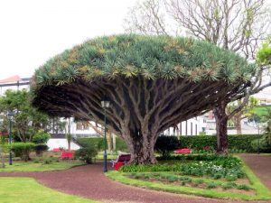 Dragon Tree Root System – StudiousGuy
