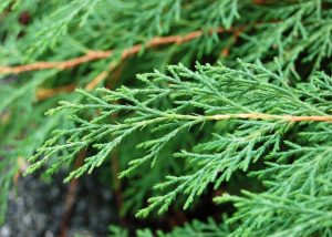 Arborvitae Root System – StudiousGuy